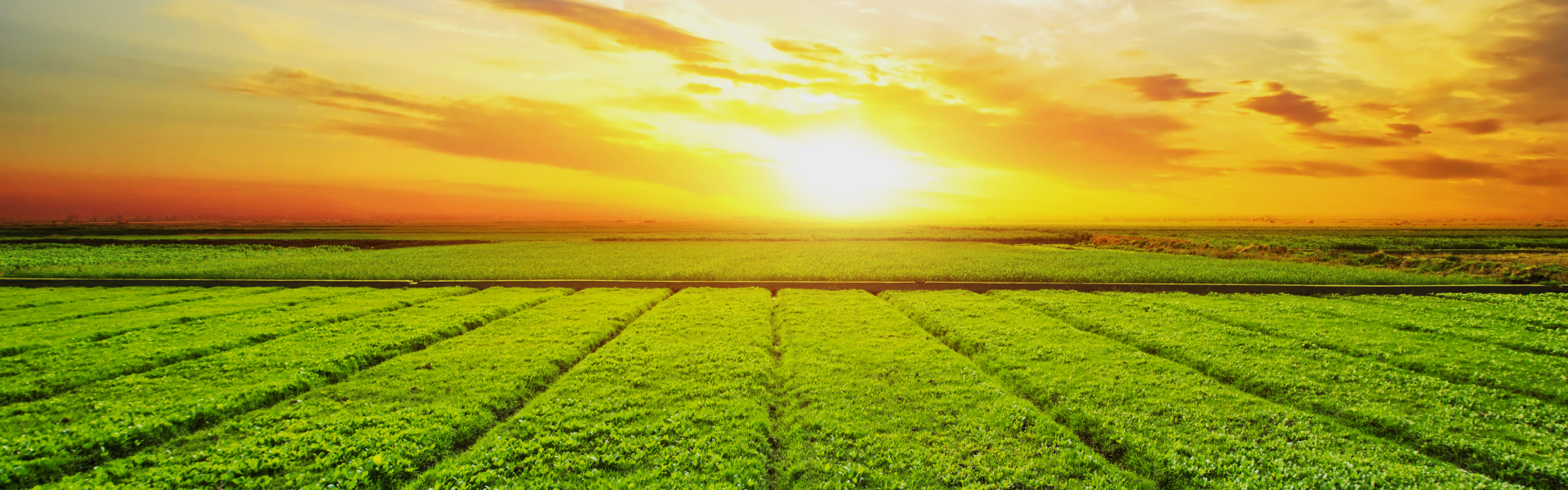 WIN AGRO LIMITED – Win Agro